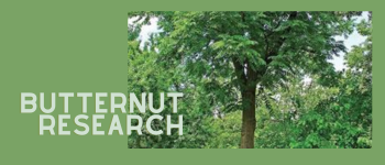 Restoring Butternut Trees in Charlotte at Charlotte Library - SciStarter
