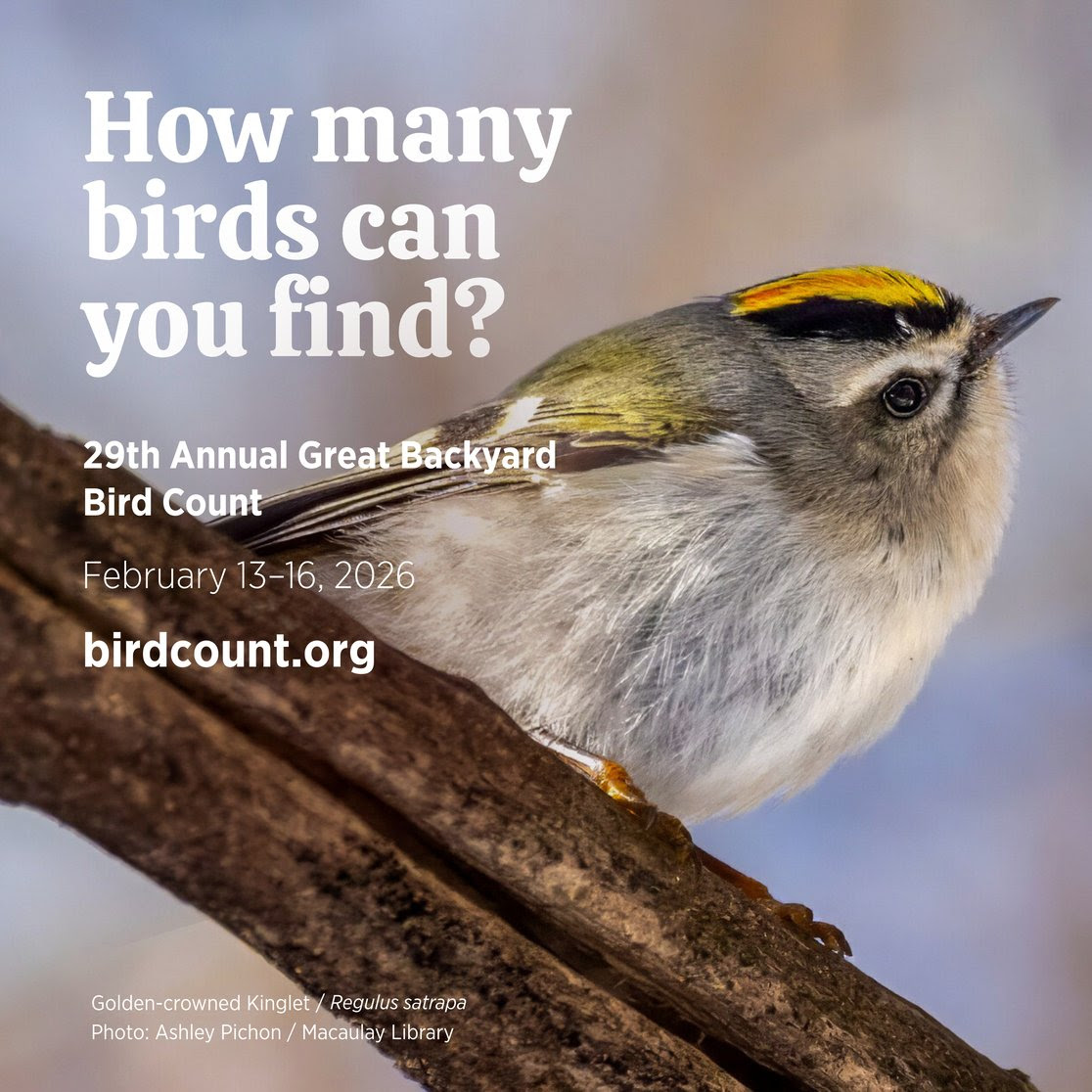 Great Backyard Bird Count: Charlotte (Charlotte Library) - SciStarter