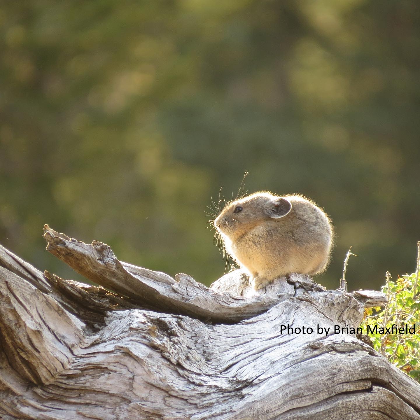 Utah Pika Watch - SciStarter
