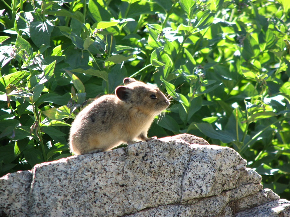 Utah Pika Watch Community Science Training - SciStarter