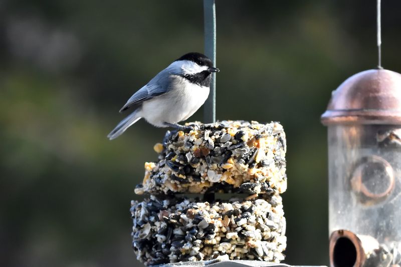 Scherman Hoffman Wildlife Sanctuary (NJ Audubon) - SciStarter