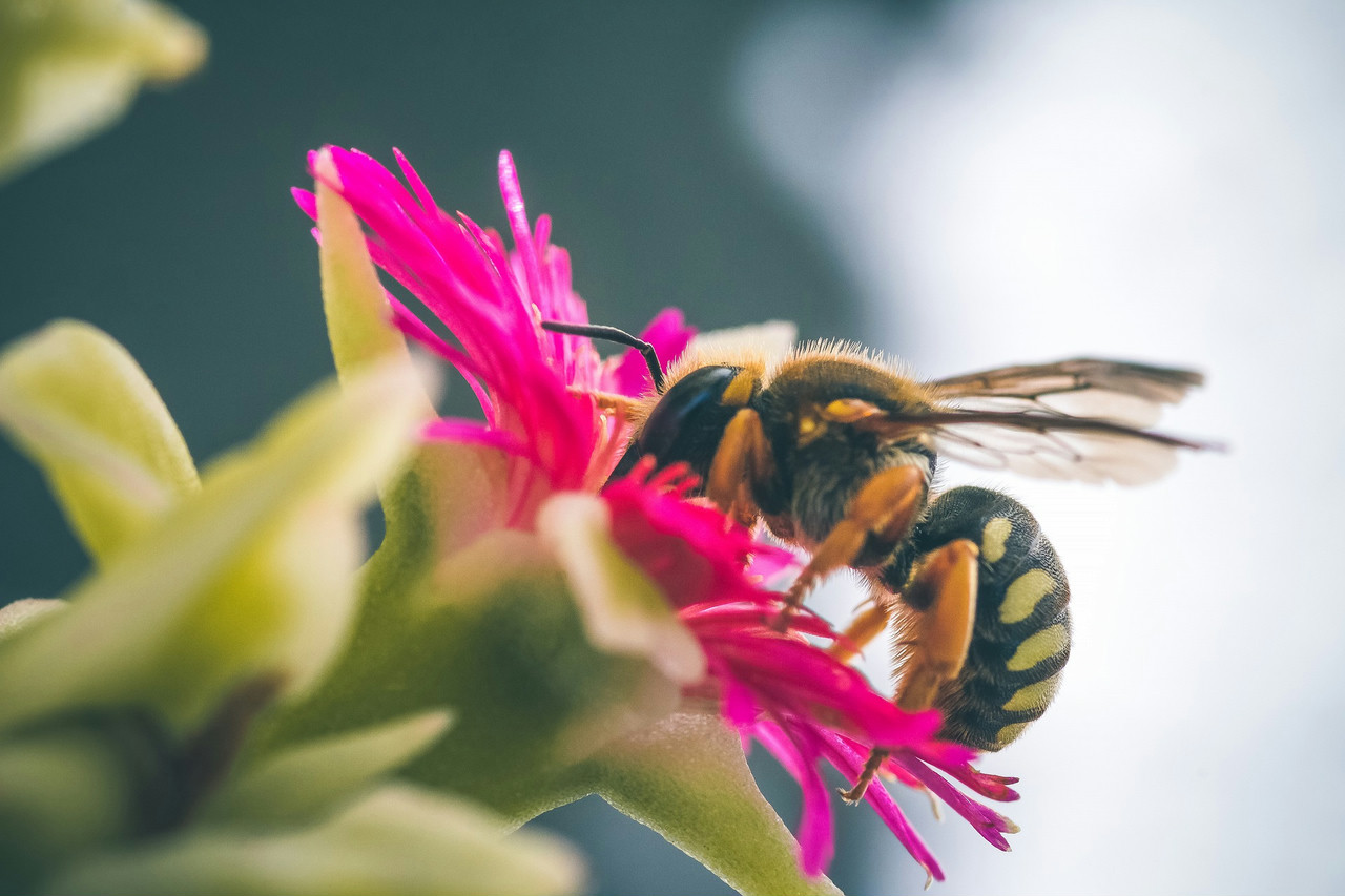 National Pollinator Garden Network - SciStarter