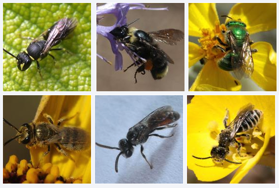 Education - SciStarter