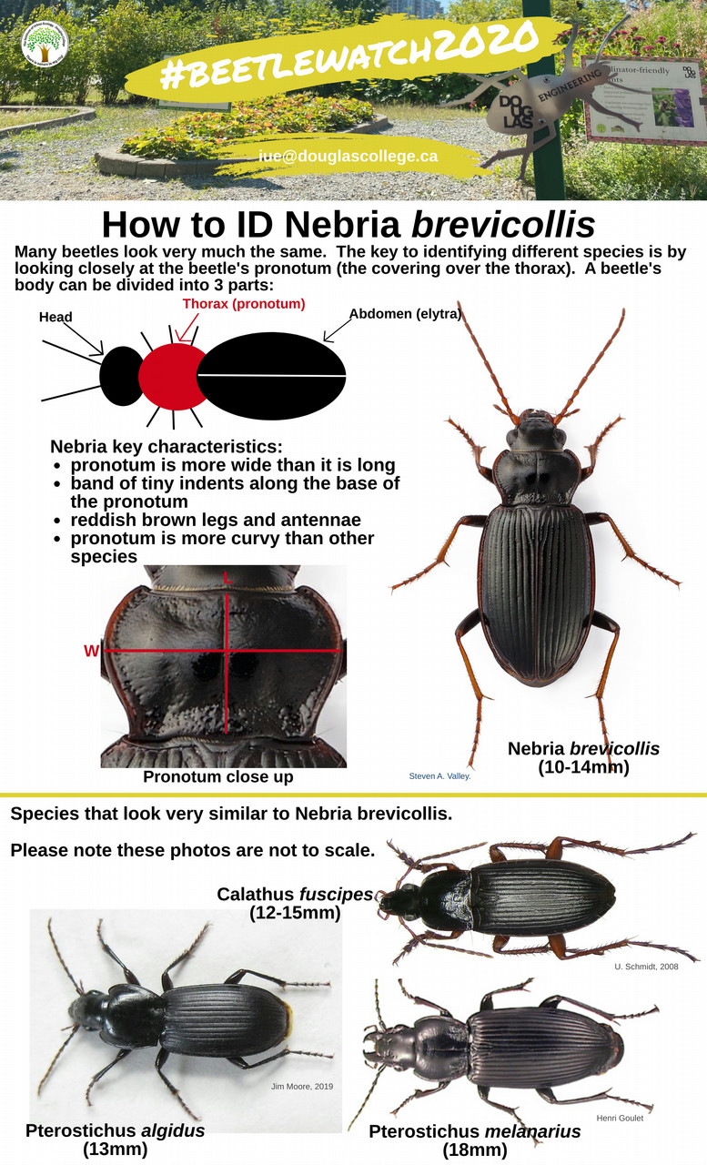 IUE Beetle Watch - SciStarter