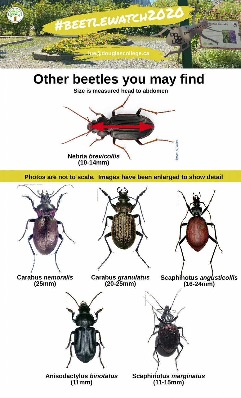 Beetle Identification Guide